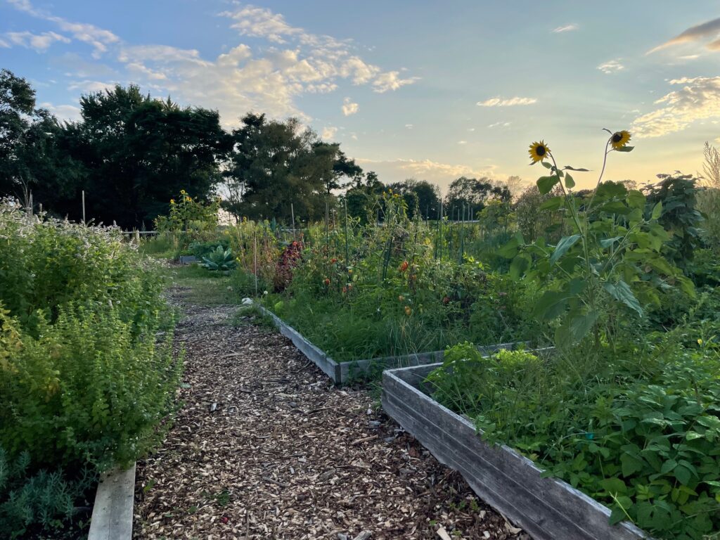 Community Gardens - Cultivating Community